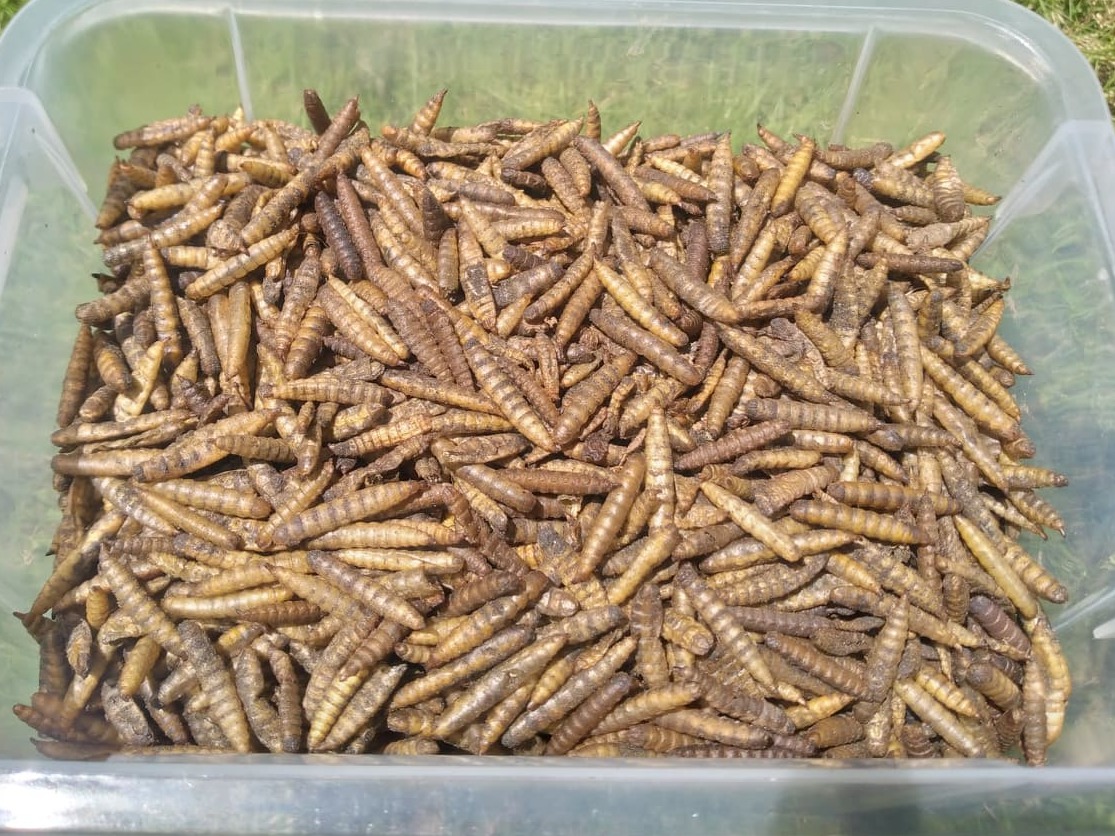Ecological pet food (dried BSF larvae) - GreenPecker